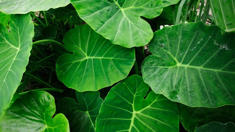 8 Health Benefits Of Cocoyam Leaves – DoctorPanie