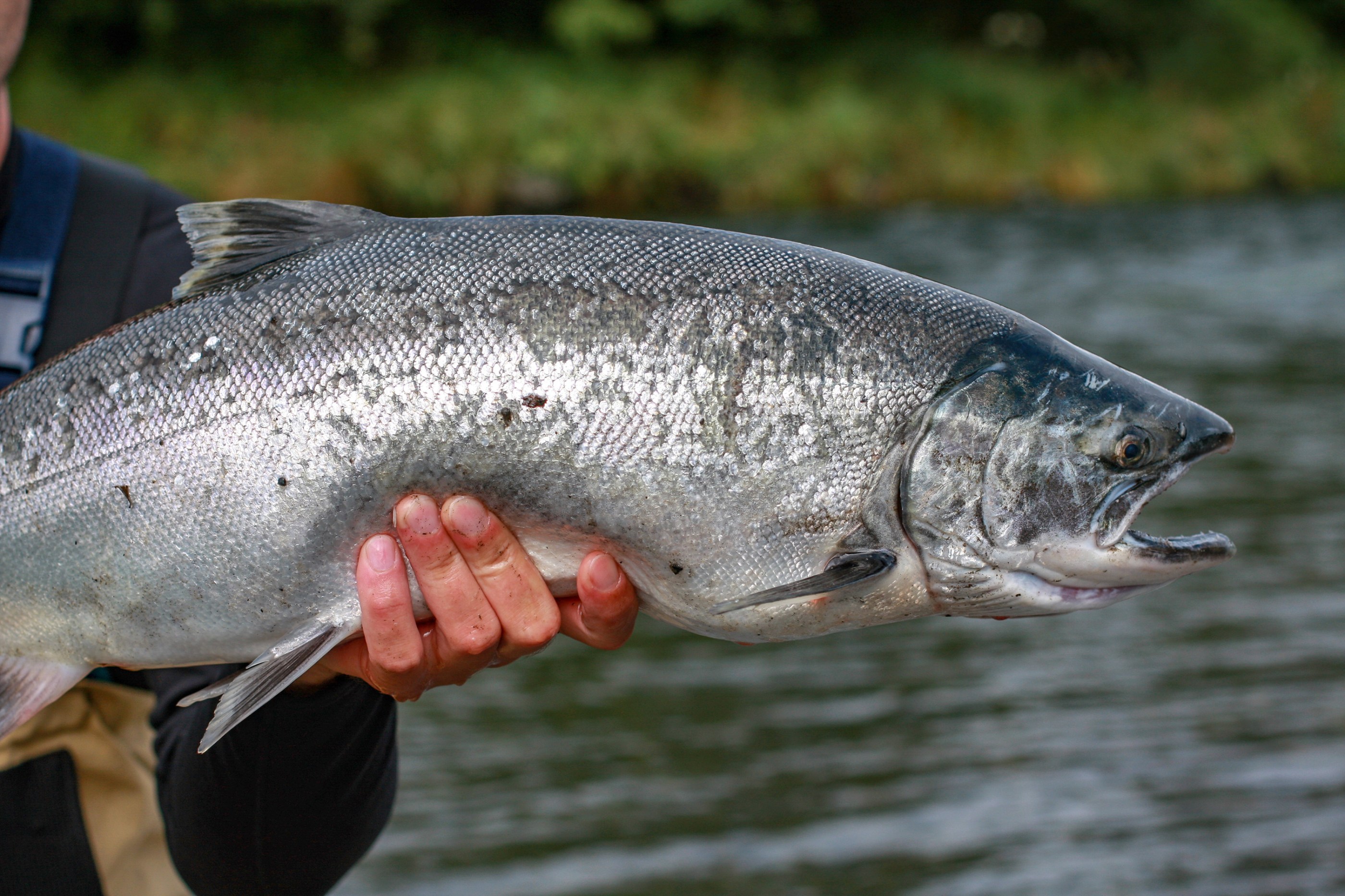 Seven Health Benefits Of Salmon “King Of Fish” – DoctorPanie