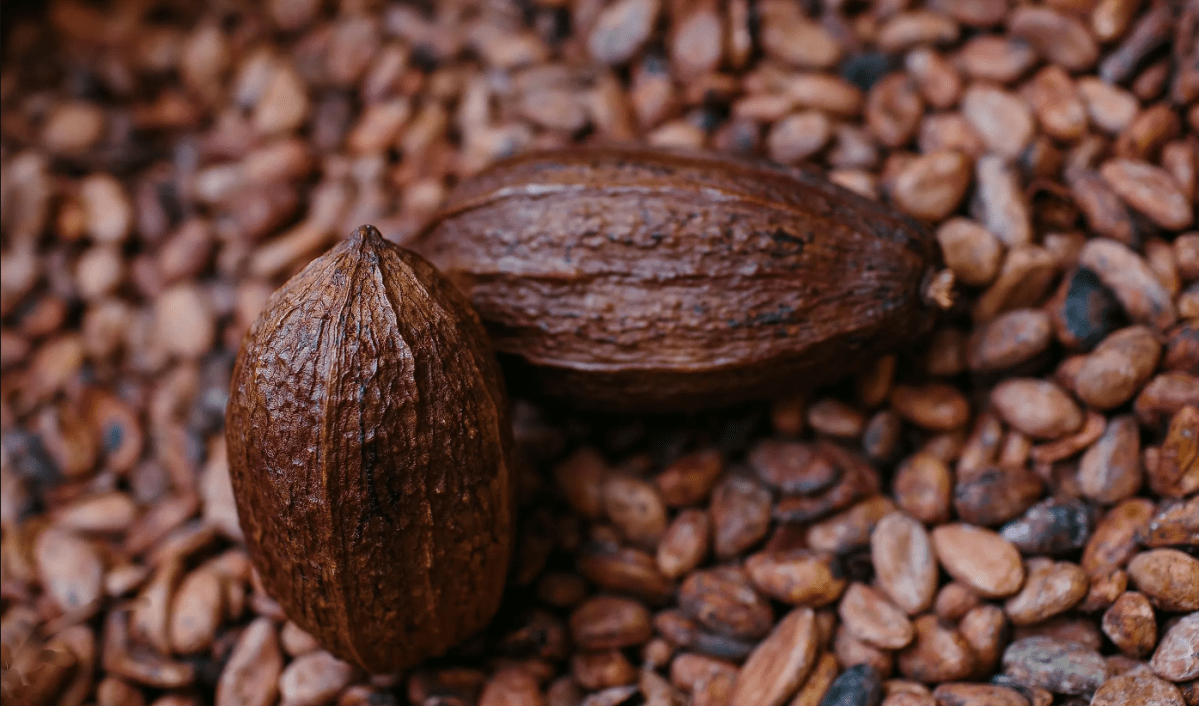Health Benefits And Uses of Cocoa – DoctorPanie