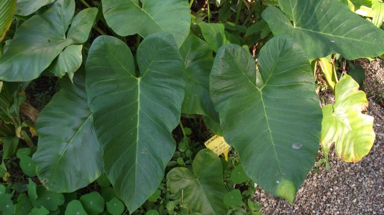 8 Health Benefits Of Cocoyam Leaves – DoctorPanie