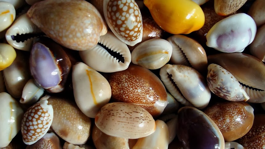 5 Health Benefits Of Cowry Shells – DoctorPanie