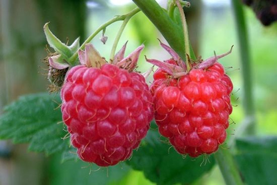 Health Benefits Of Raspberry – DoctorPanie