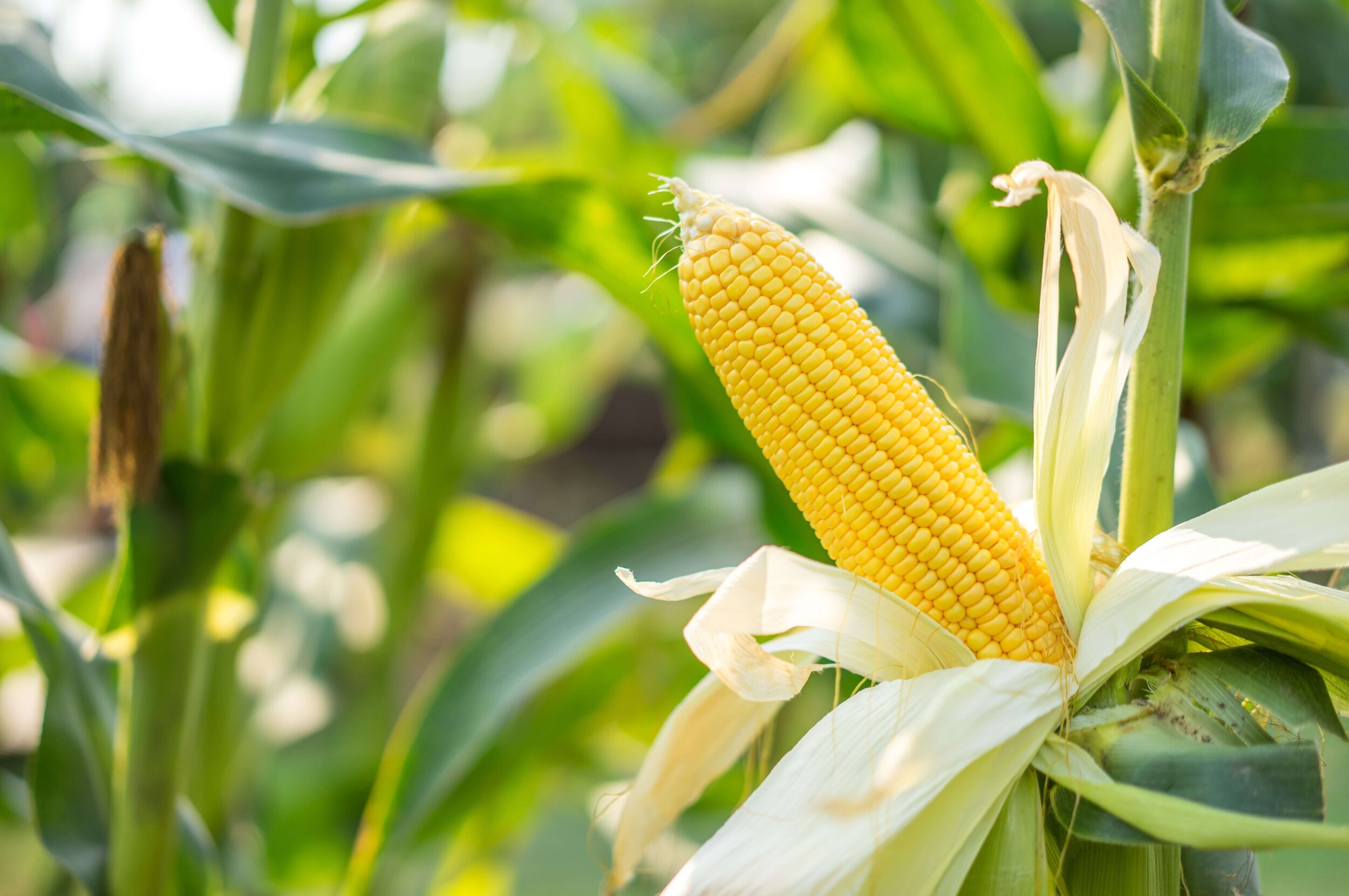 Health Benefits Of Maize – DoctorPanie