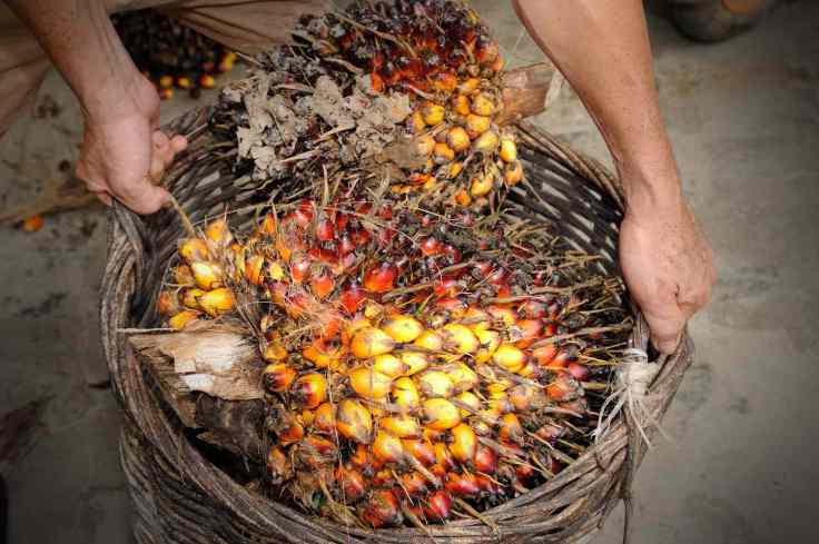 Health Benefits Of Palm Nut – DoctorPanie