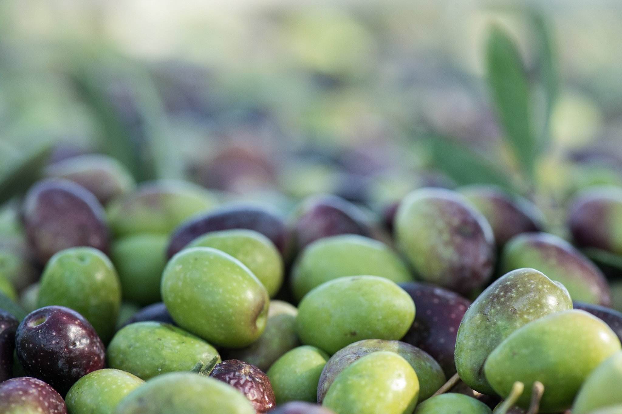 Health Benefits Of Olives – DoctorPanie