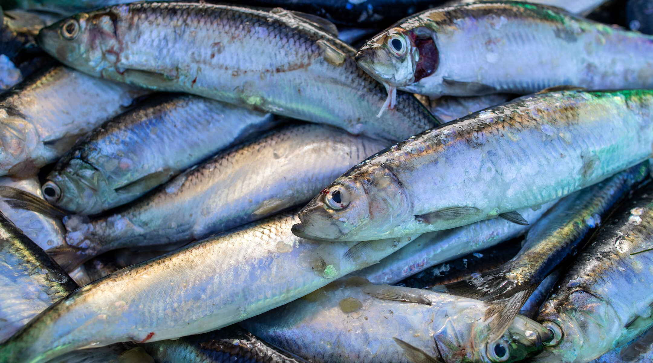 7 Health Benefits Of Herring – DoctorPanie